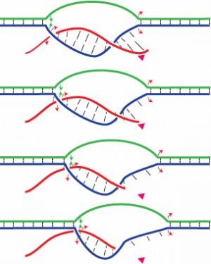 Dissociation of halted T7 RNA polymerase elongation complexes proceeds ...