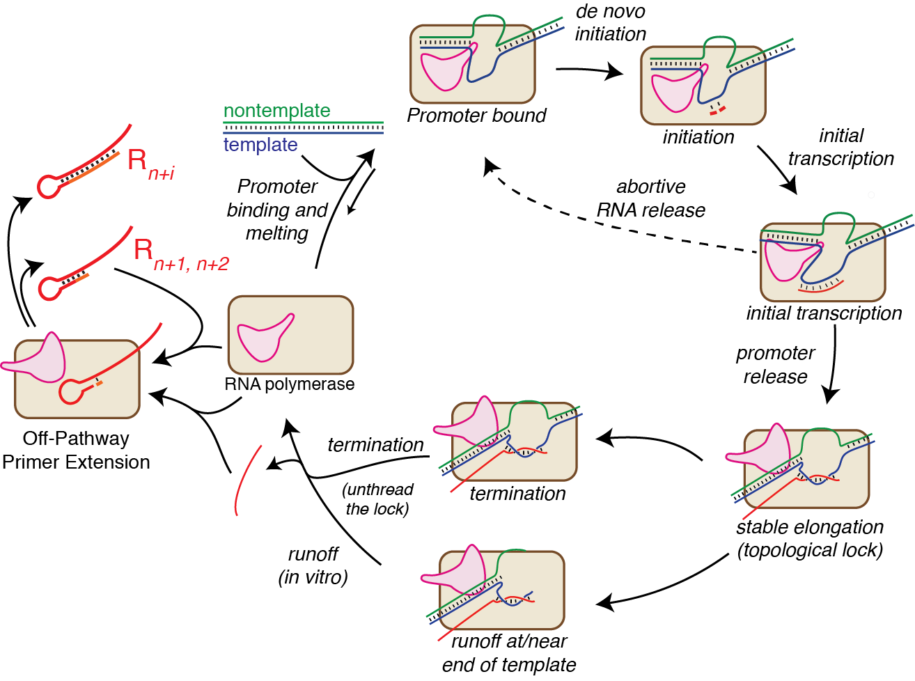 Research - Martin Lab
