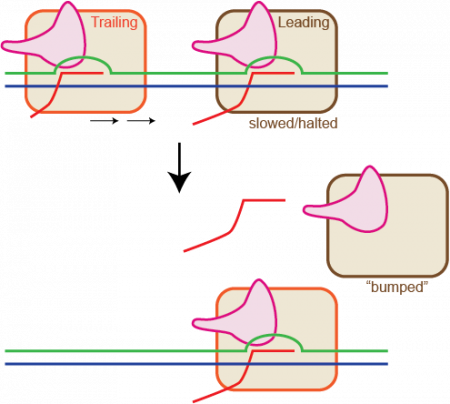 Observed instability of T7 RNA polymerase elongation complexes can be ...