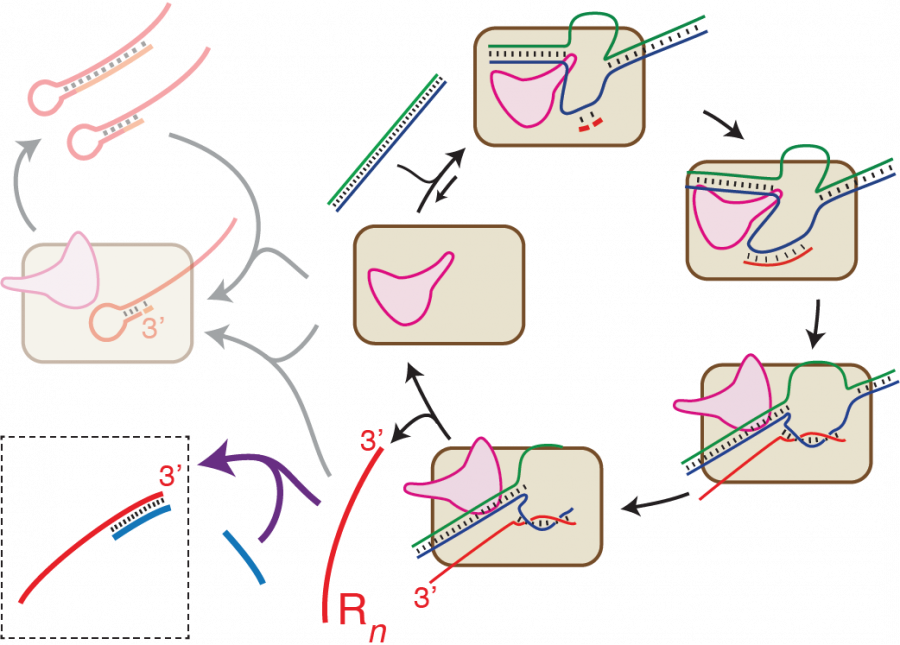 Efficient inhibition of RNA self-primed extension by addition of ...