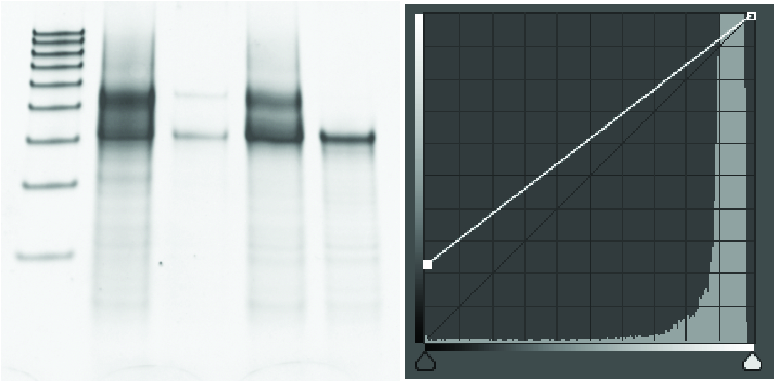 Introduction to Illustrator - Martin Lab
