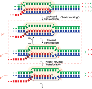 Mechanism and Structure - Martin Lab