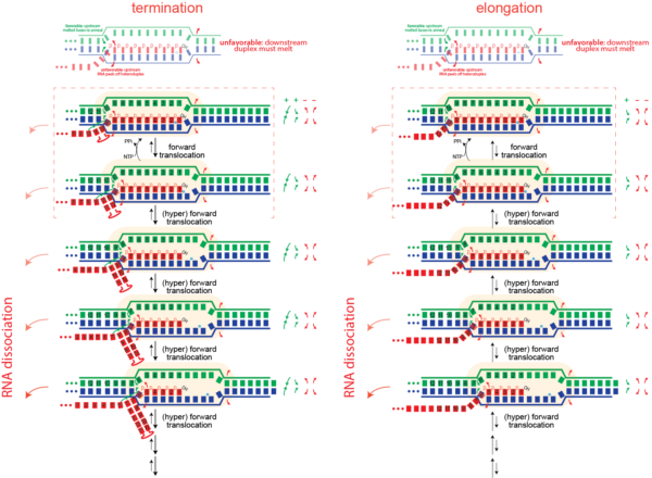 Mechanism and Structure - Martin Lab