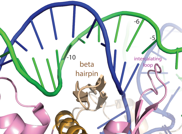 Mechanism and Structure - Martin Lab
